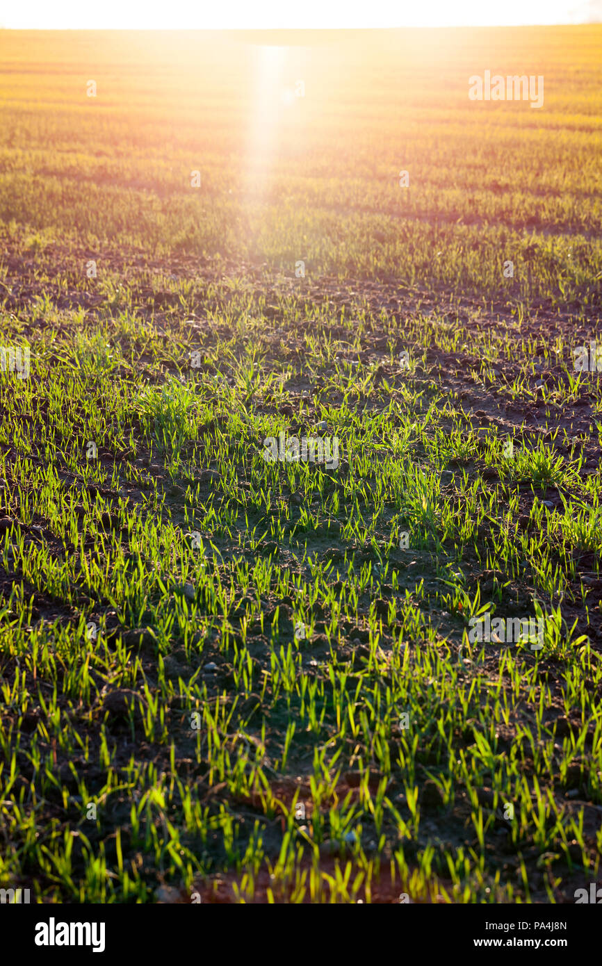 field with green grass during the sunset, orange color in the photo ...