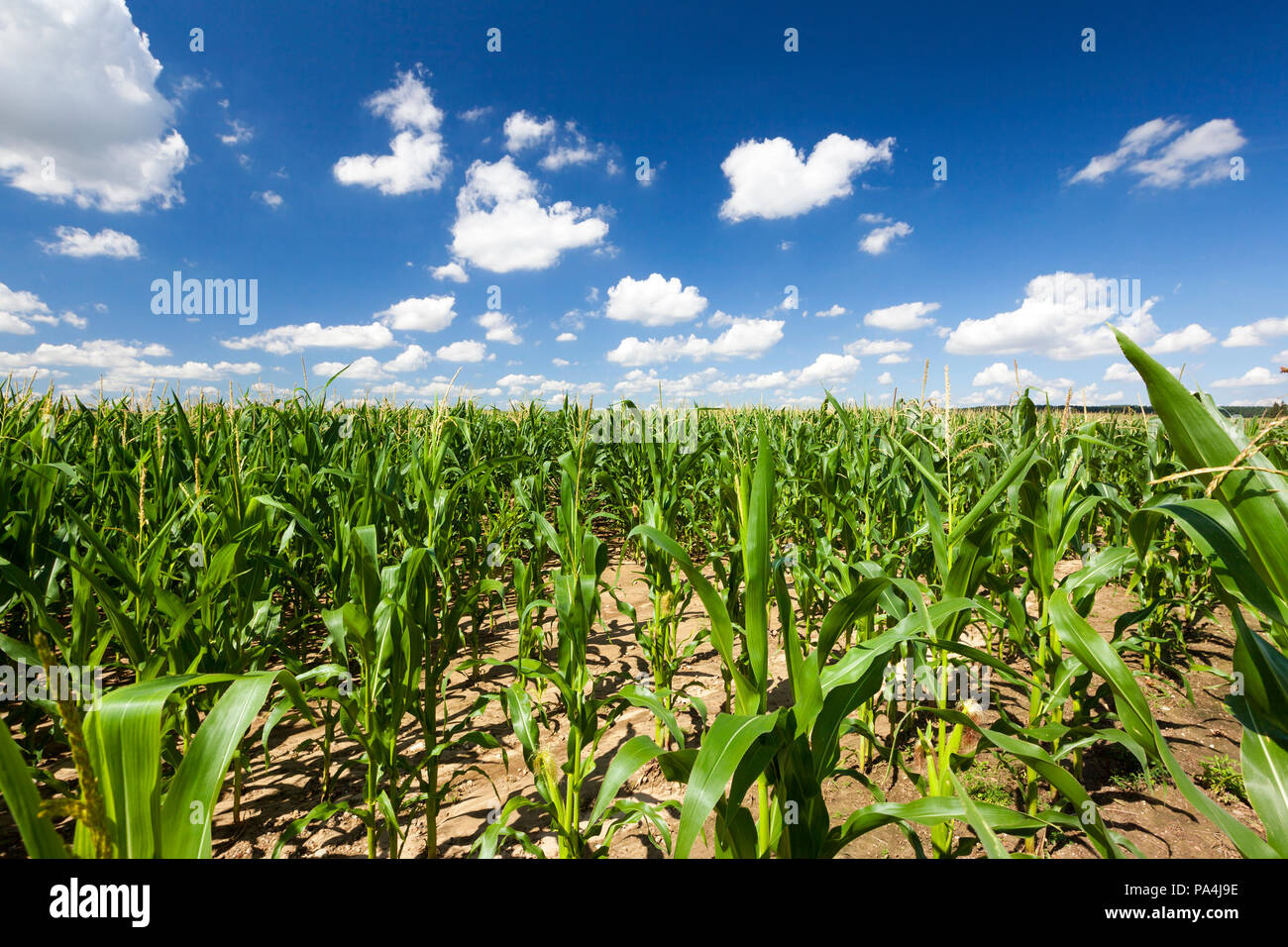 high green corn, growing in straight and straight rows on the territory ...