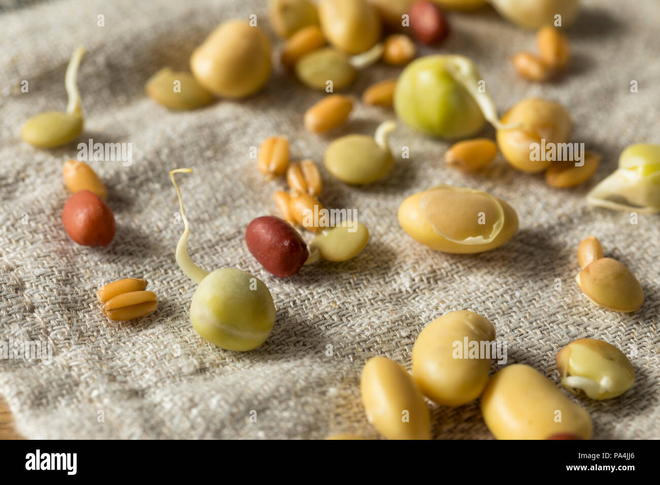 Assorted Raw Sprouted Beans Legumes in a Bowl Stock Photo - Alamy