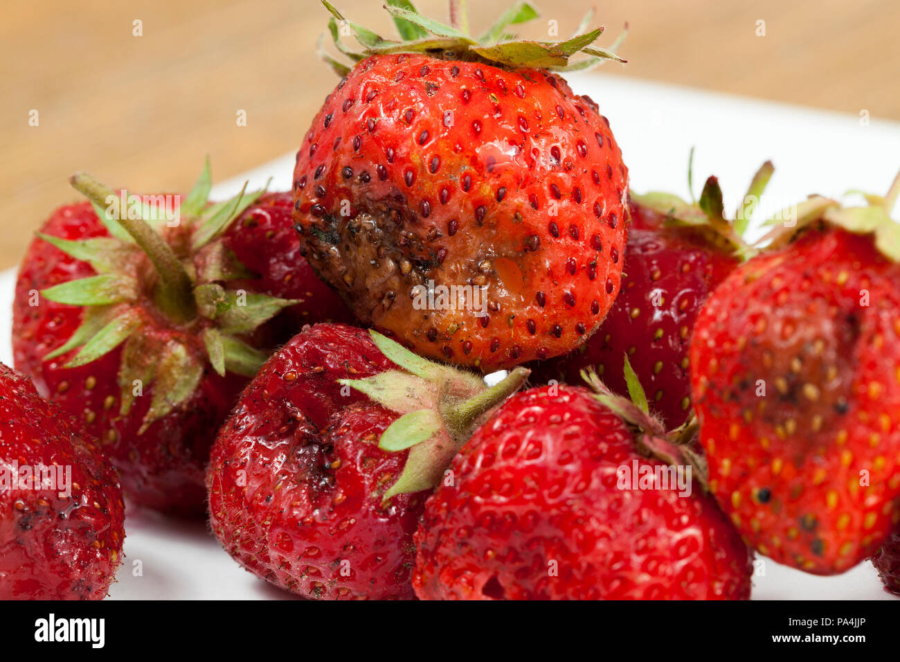 red overripe strawberry, covered with mold and fungus, close-up of ...