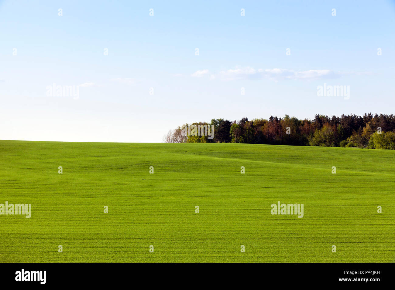 green field with blue sky and beautiful trees on the horizon, blue sky ...