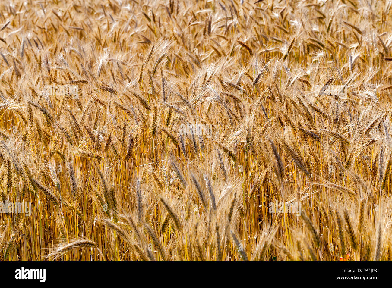 rye field during harvesting, details in agricultural areas Stock Photo ...