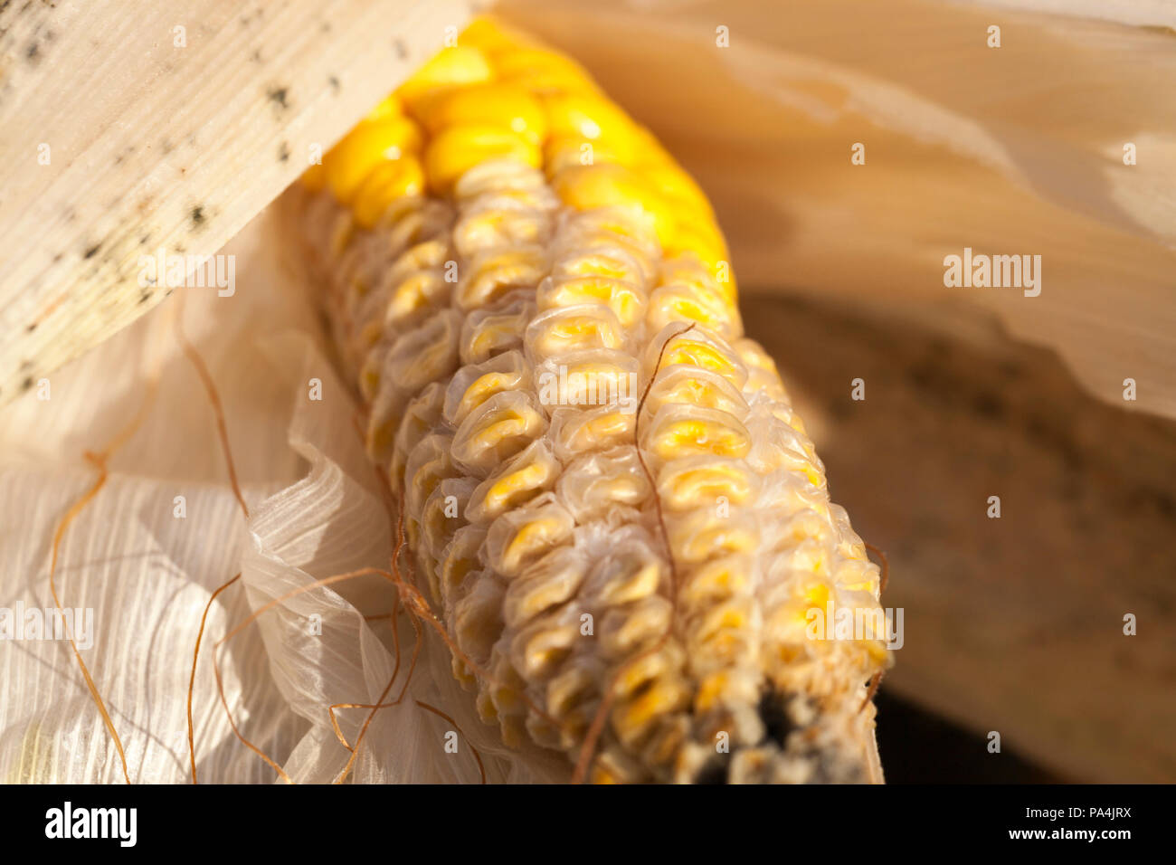 yellow ears of corn seed in which they were eaten by pests and ...