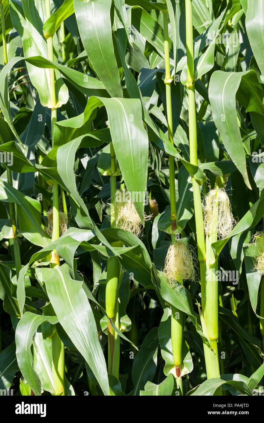 fresh young corn with cobs, where the grain begins to grow, closeup in ...