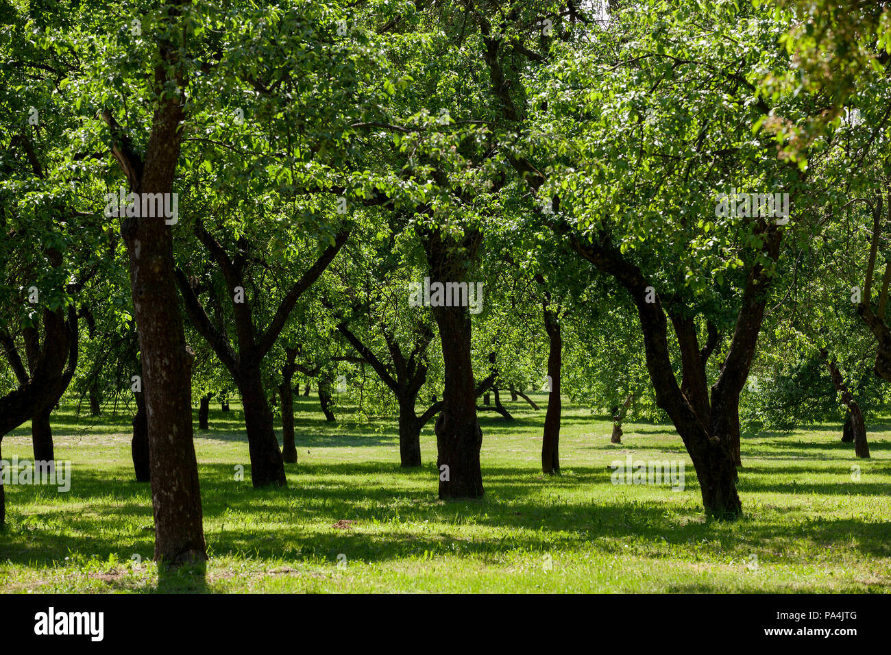 growing deciduous trees in the summer, landscape Stock Photo - Alamy