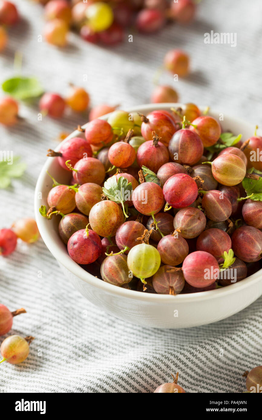 Growing Gooseberries Stock Photos & Growing Gooseberries Stock Images ...