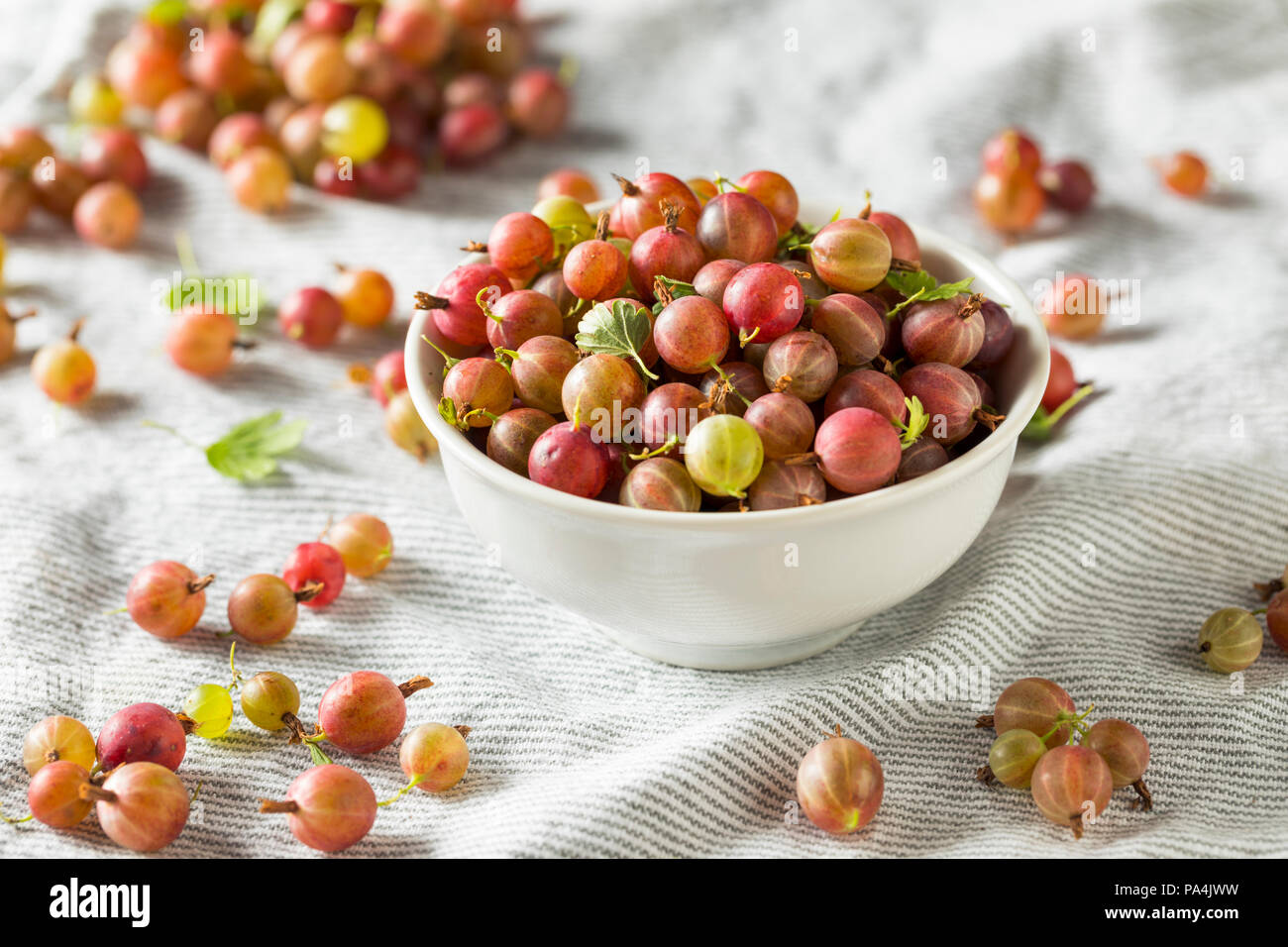 Raw Purple Organic Gooseberries Ready to Eat Stock Photo - Alamy