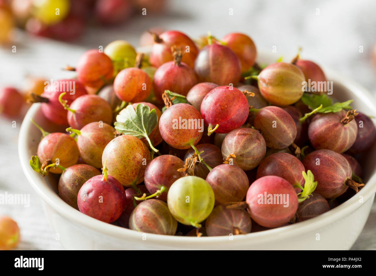 Raw Purple Organic Gooseberries Ready to Eat Stock Photo - Alamy