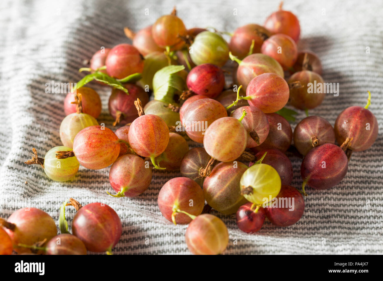 Purple goose leaf hi-res stock photography and images - Alamy