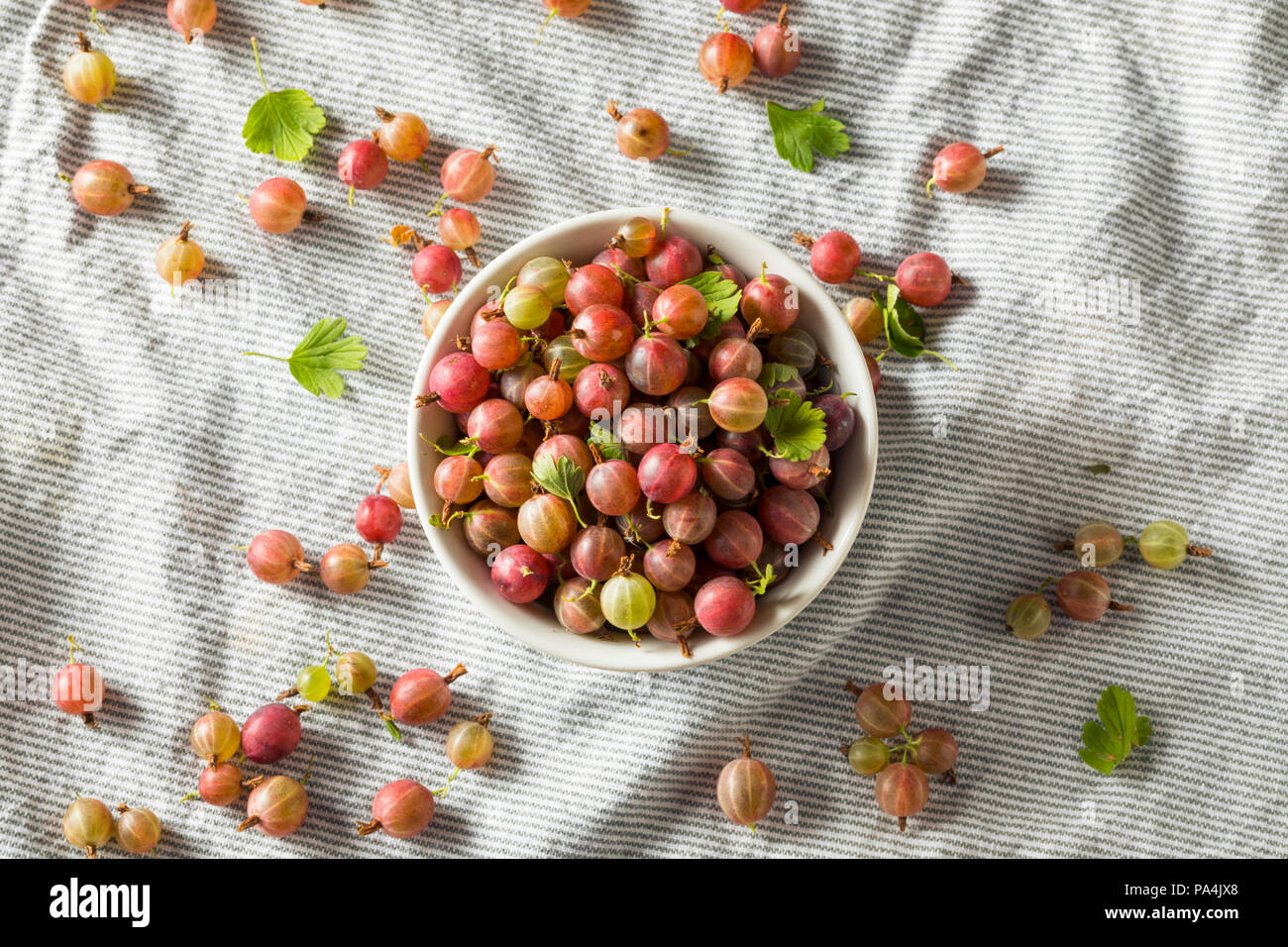 Raw Purple Organic Gooseberries Ready to Eat Stock Photo - Alamy