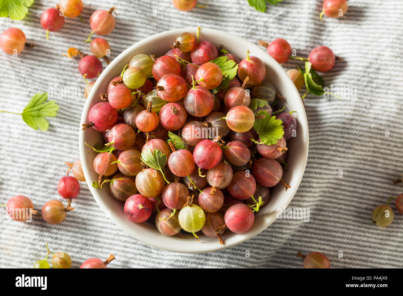 Raw Purple Organic Gooseberries Ready to Eat Stock Photo - Alamy
