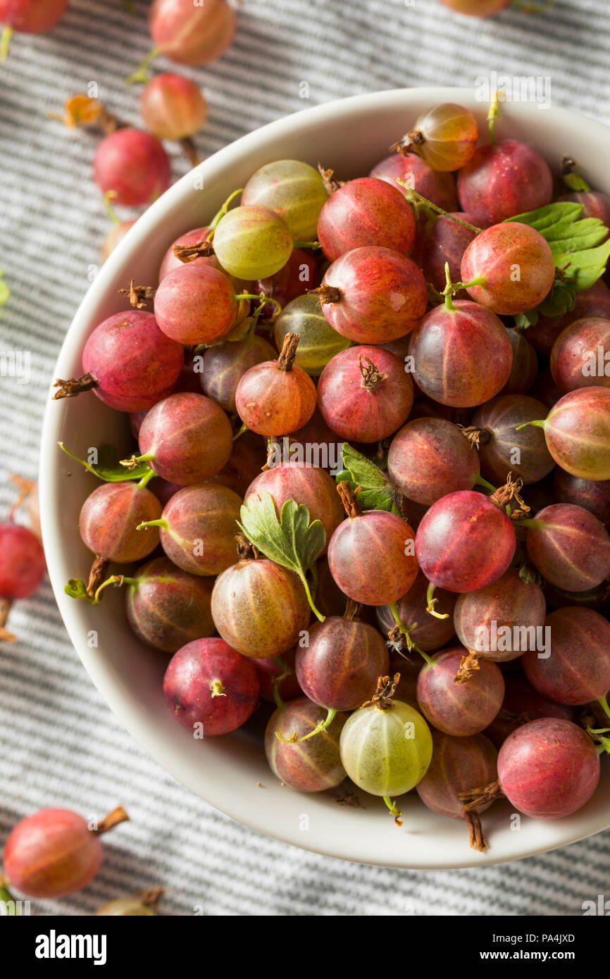 Raw Purple Organic Gooseberries Ready to Eat Stock Photo - Alamy