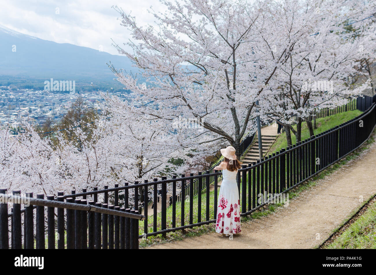 Portrait of beautiful Asian girl admiring the stunning cherry blossom ...