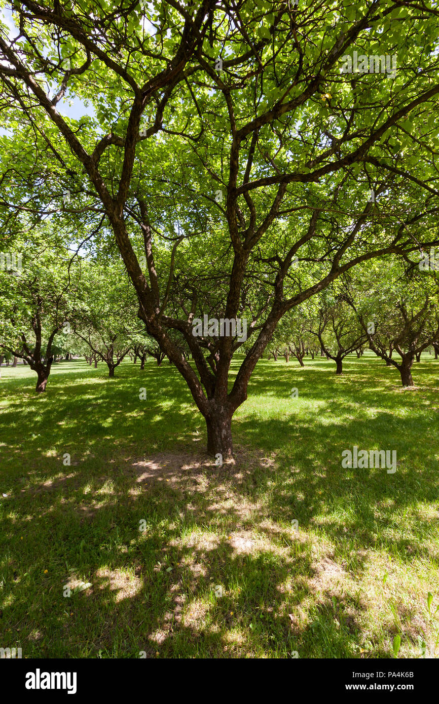 Deciduous trees with a wide crown in the park, summer season Stock ...