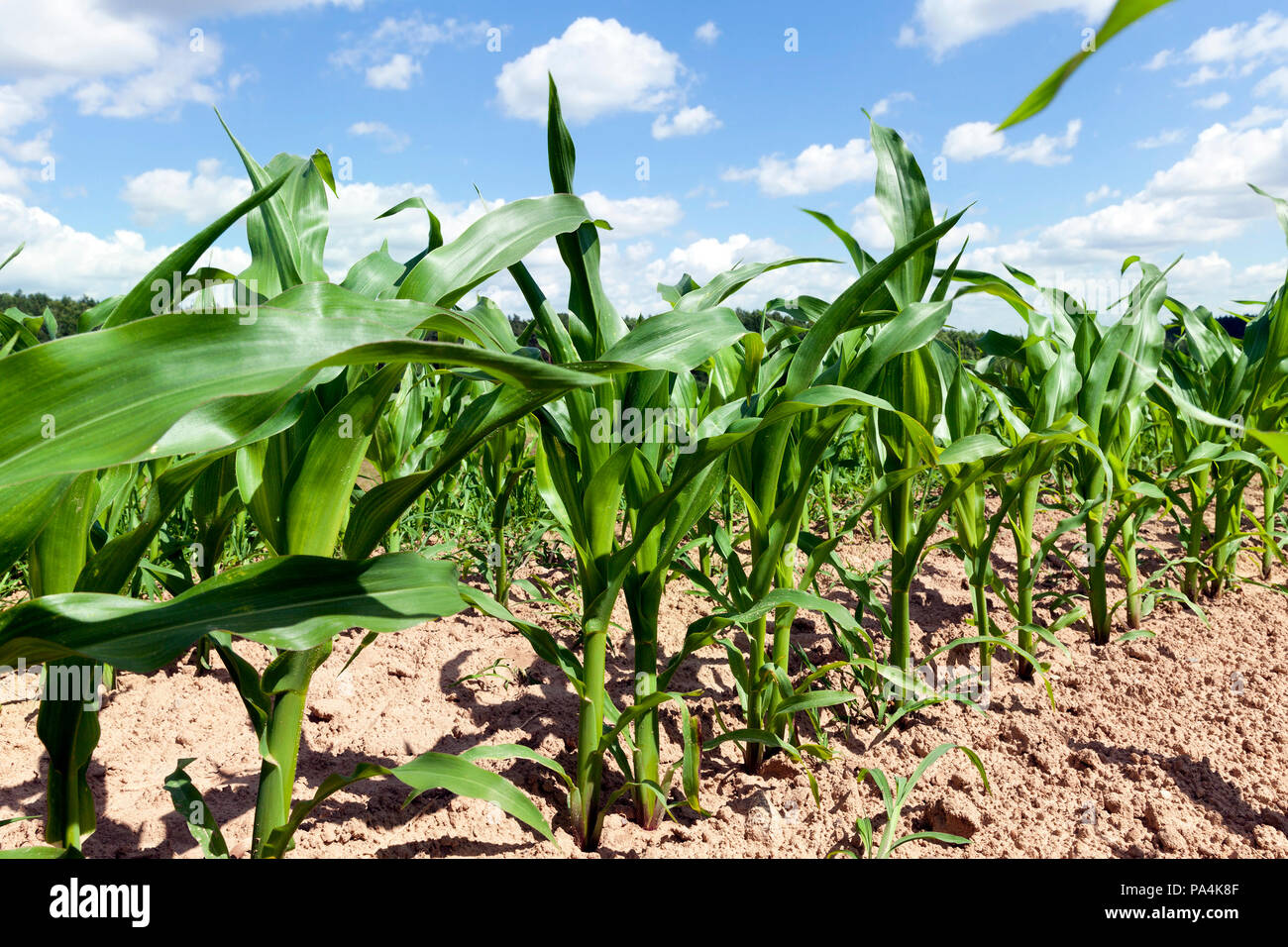 corn agricultural field, used to produce grain and food for ...