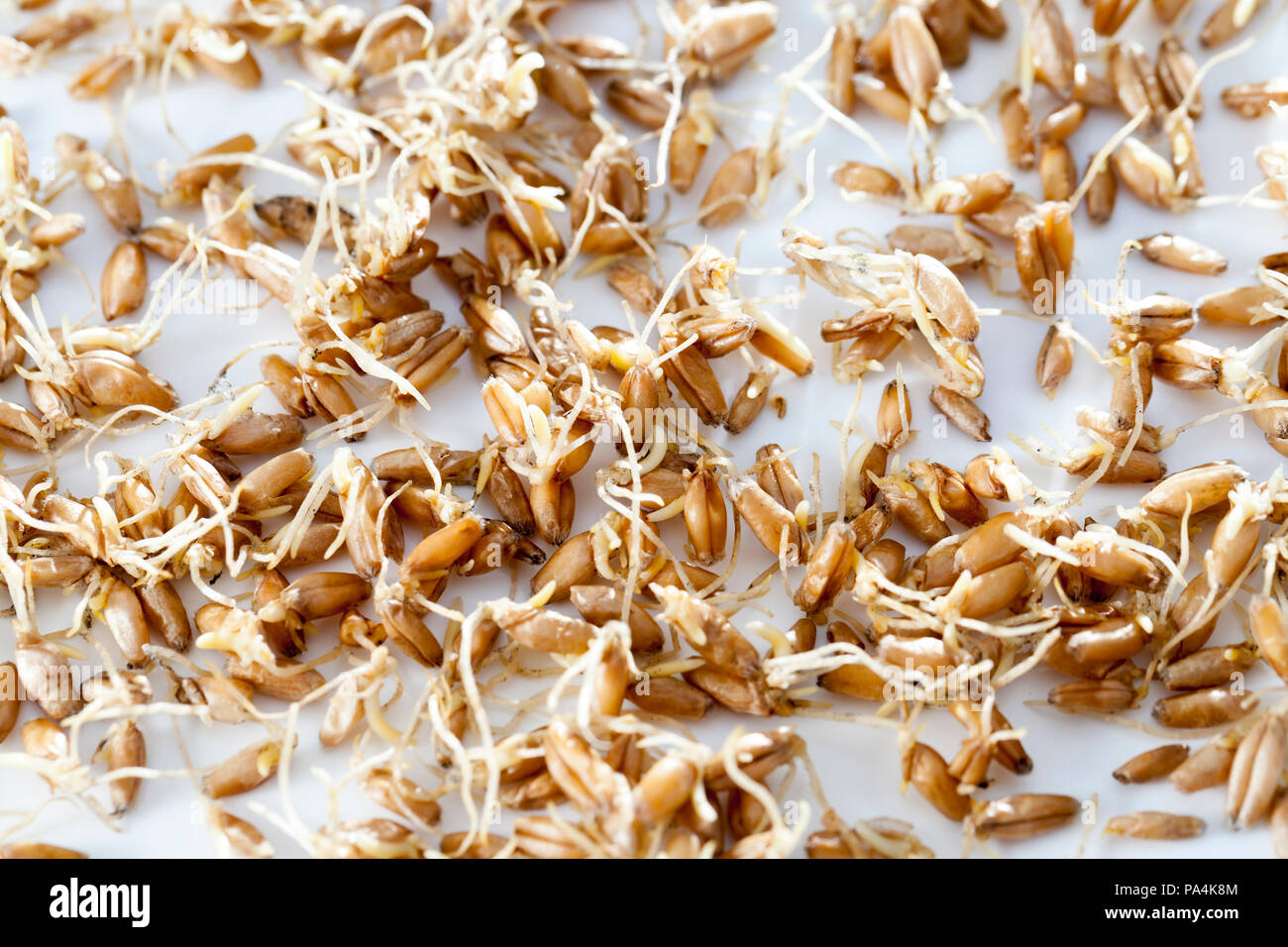 Wheat grain with sprouting sprouts lying on the white surface, closeup ...