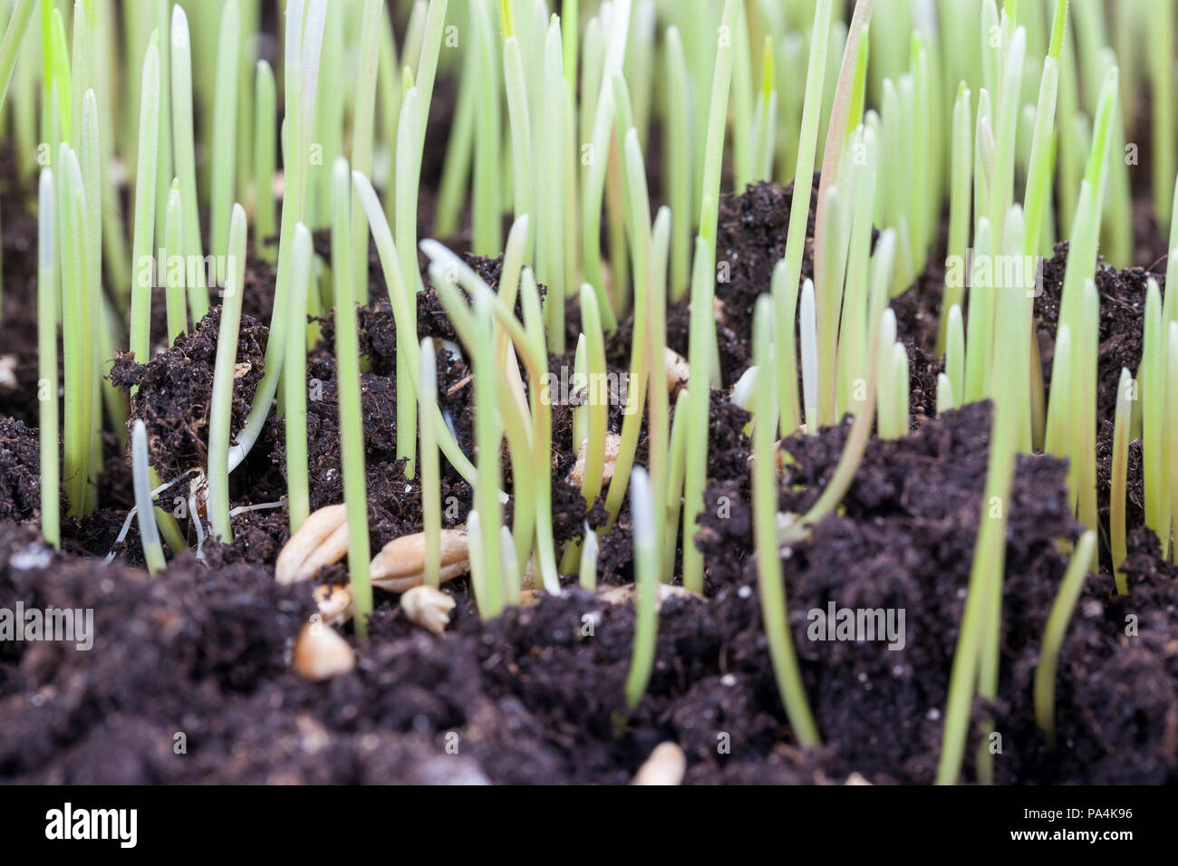 Wheat grain germinate grow hi-res stock photography and images - Alamy