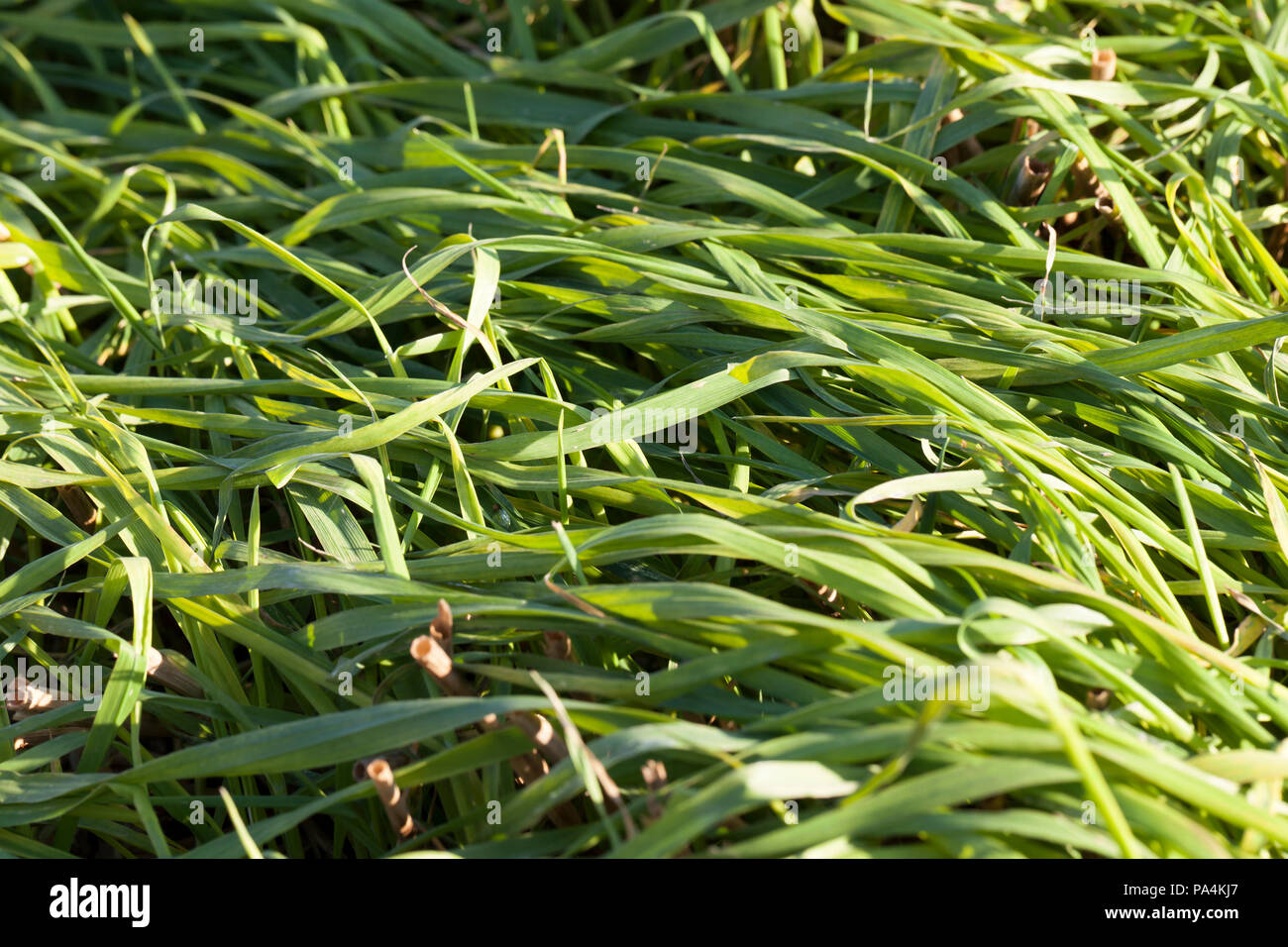 Stubble detail hi-res stock photography and images - Alamy