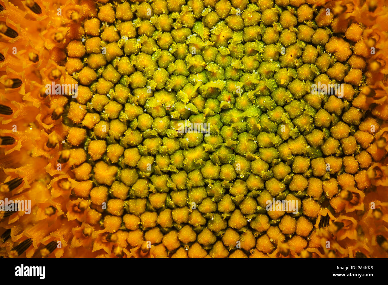 Middle part of a sunflower hi-res stock photography and images - Alamy