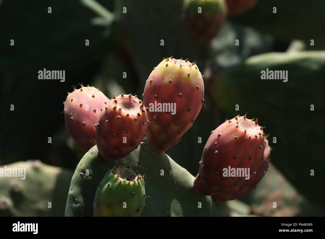 Cactus desert middle east hi-res stock photography and images - Alamy