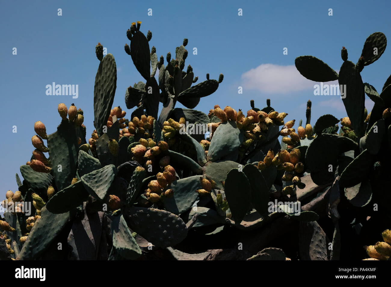 Thicket of Prickly pear cactus Opuntia ficus-indica in the Negev desert ...
