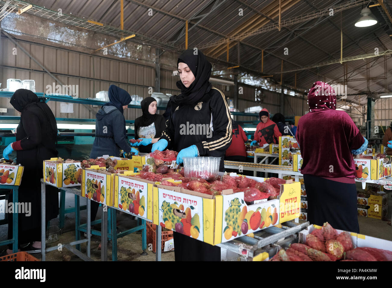 Israeli Arab female workers organize prickly pears into cardboard boxes ...