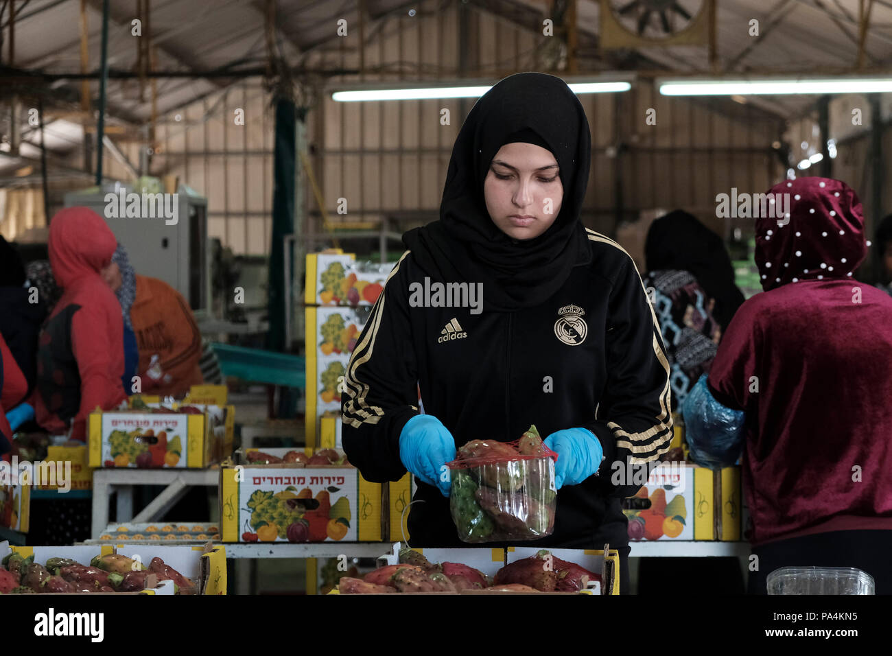 Israeli Arab female workers organize prickly pears into cardboard boxes ...
