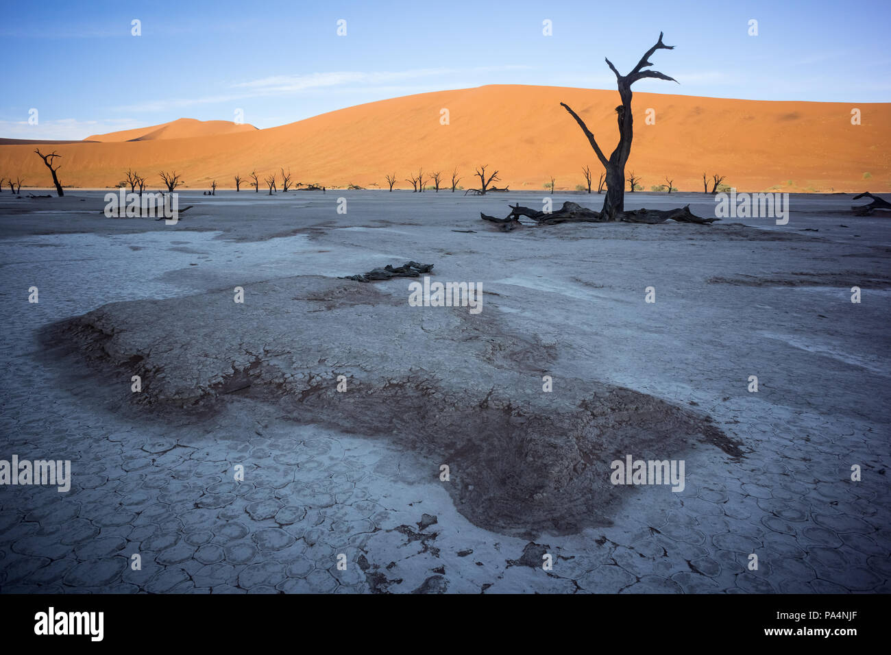 Death valley vegetation hi-res stock photography and images - Alamy
