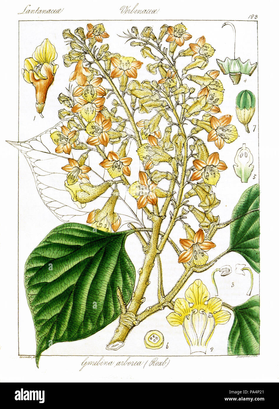 Gmelina arborea hi-res stock photography and images - Alamy