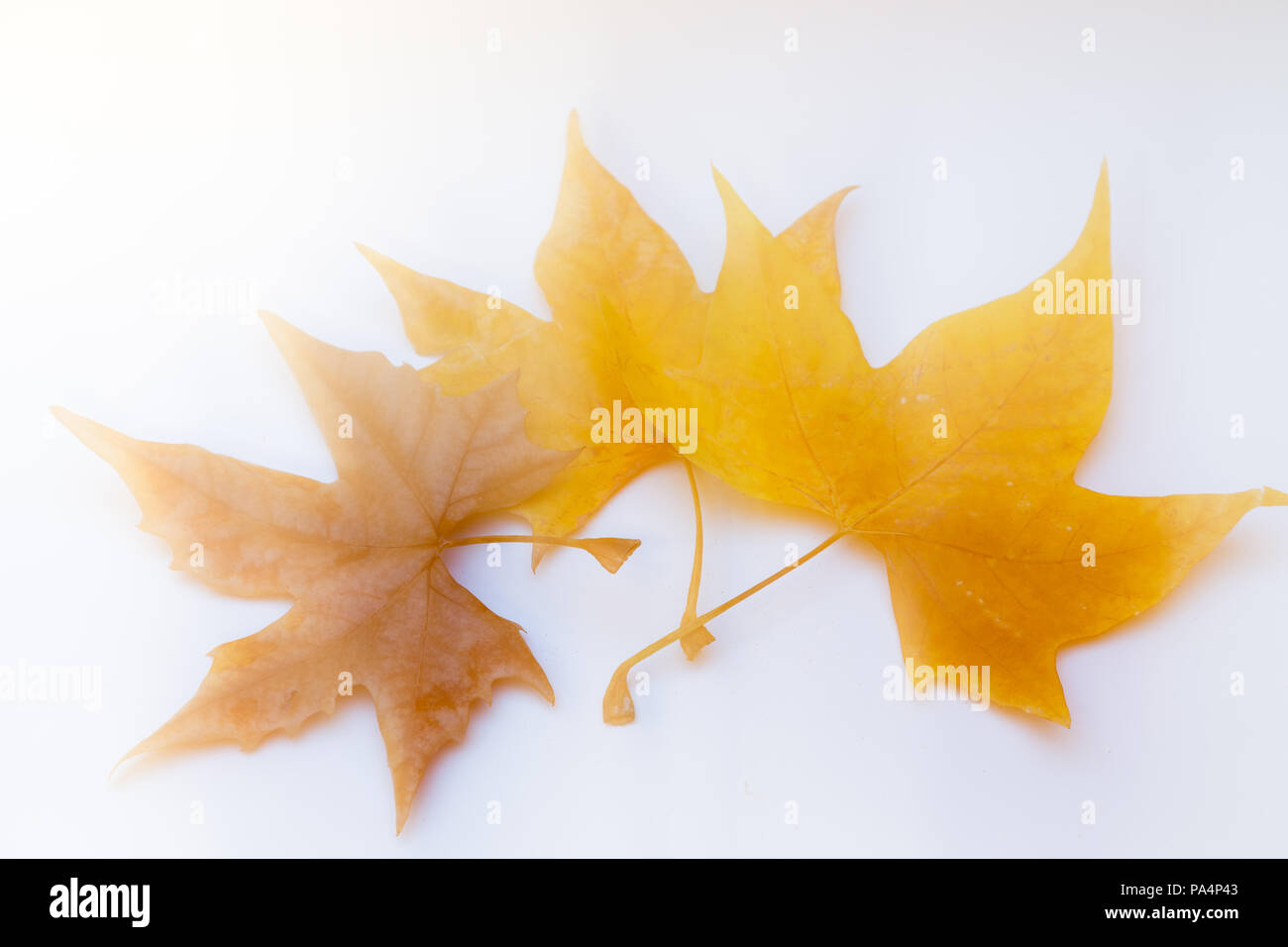 autumn leaves blending away for a long exposure with slight movement on ...