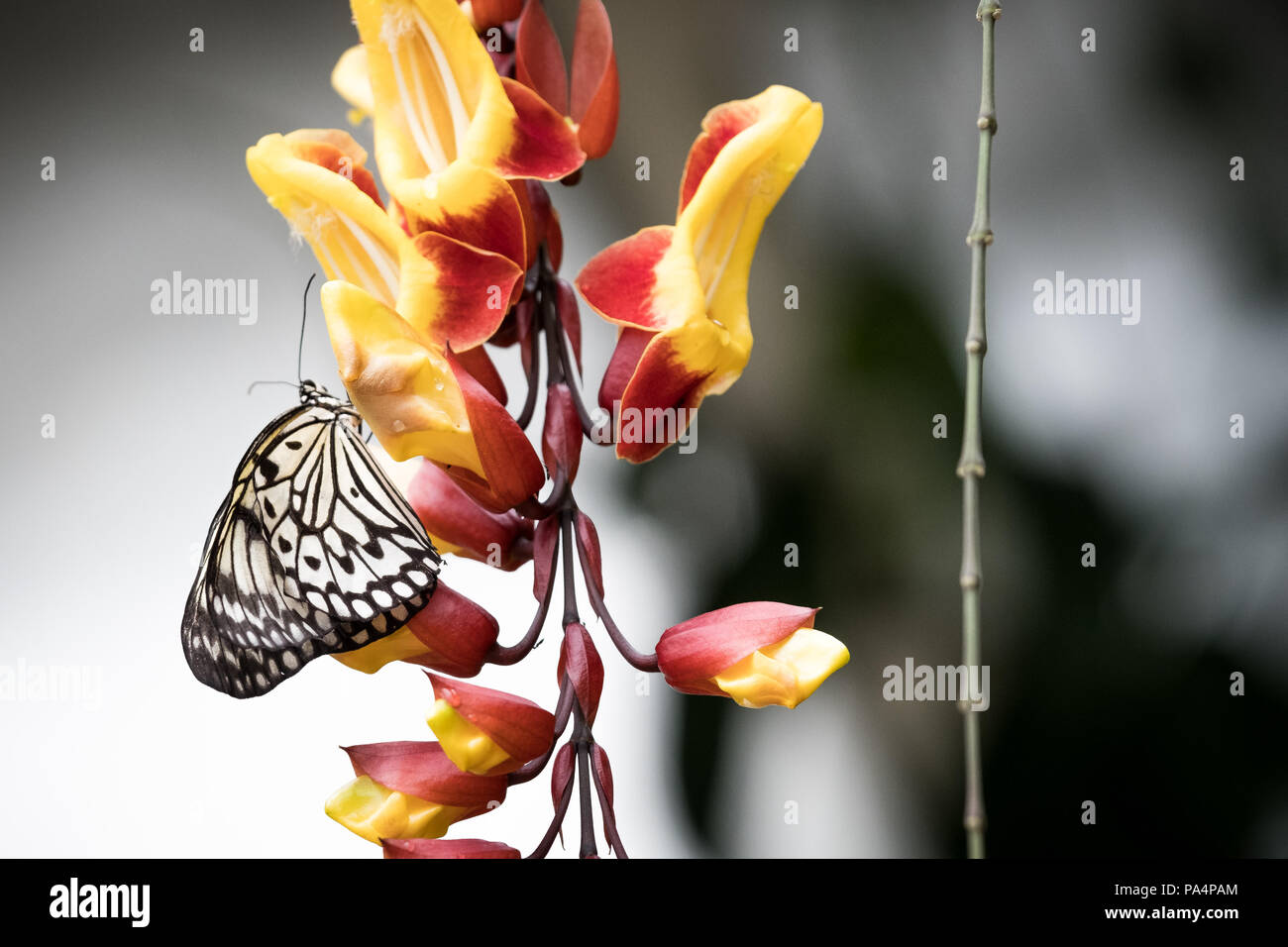 Large Tree Nymph (Paper Kite, Rice Paper, Idea Leuconoe) butterfly ...