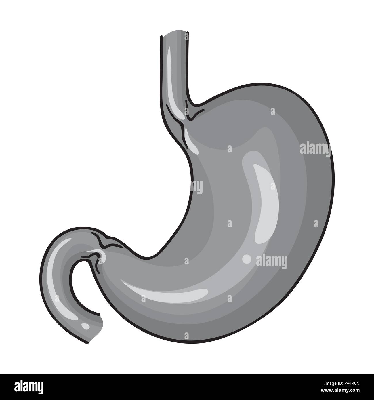 Human stomach icon in monochrome style isolated on white background ...