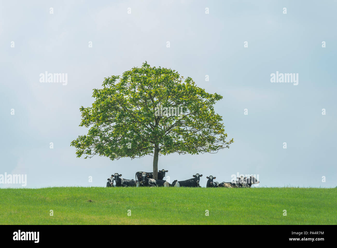 Cow under tree hi-res stock photography and images - Alamy
