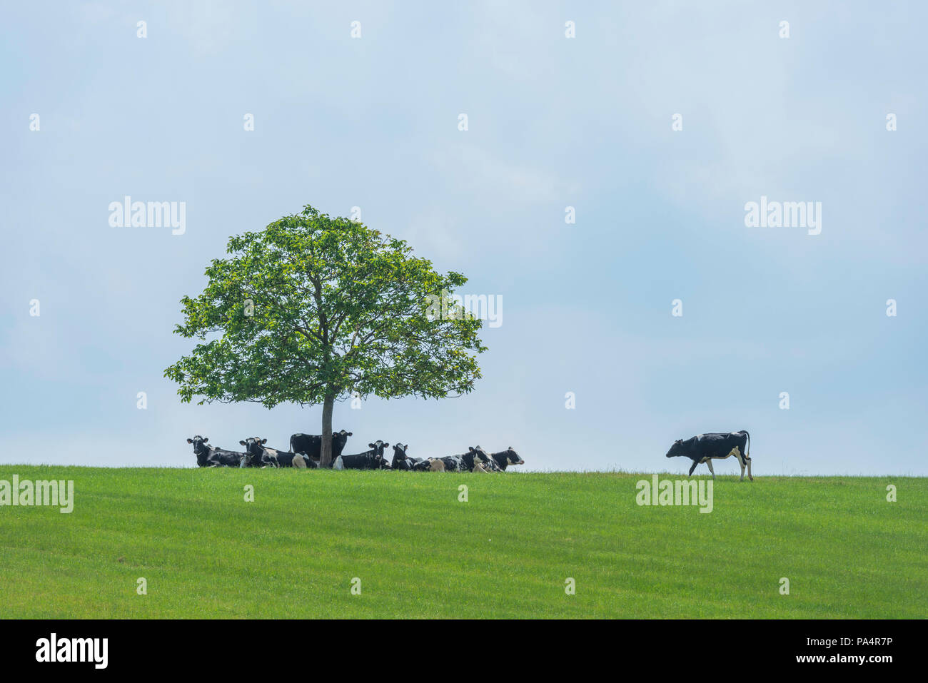 Cow under tree hi-res stock photography and images - Alamy