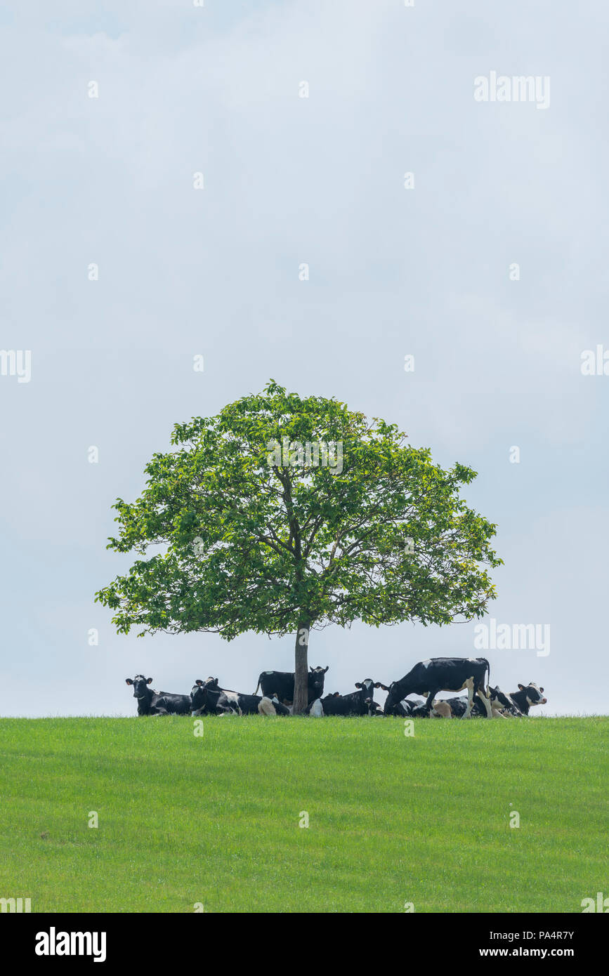 Getting some shade hi-res stock photography and images - Alamy