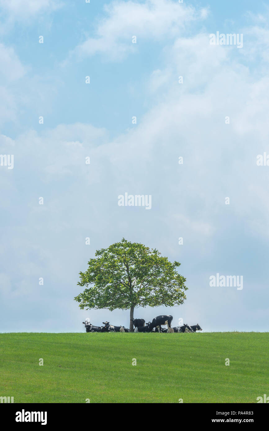 Cows resting lying under tree hi-res stock photography and images - Alamy
