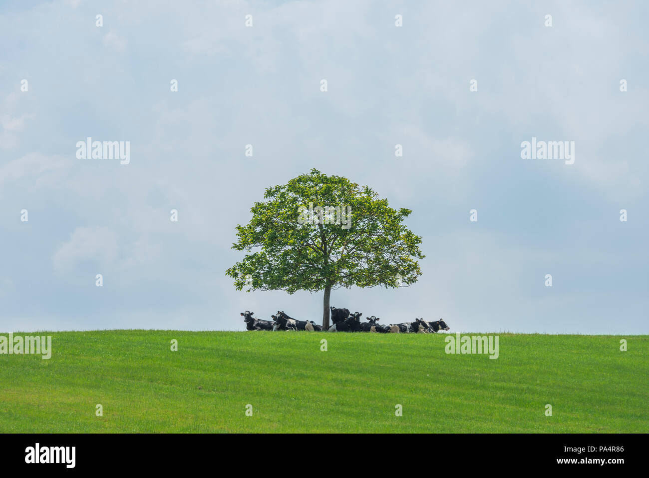 Leaves lying under tree hi-res stock photography and images - Alamy