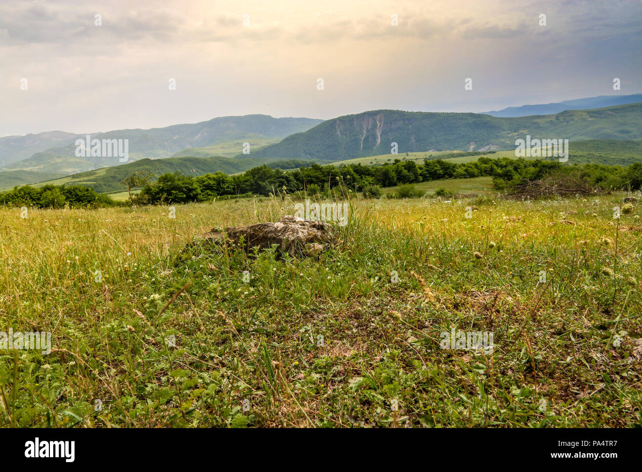 Open Grass Field