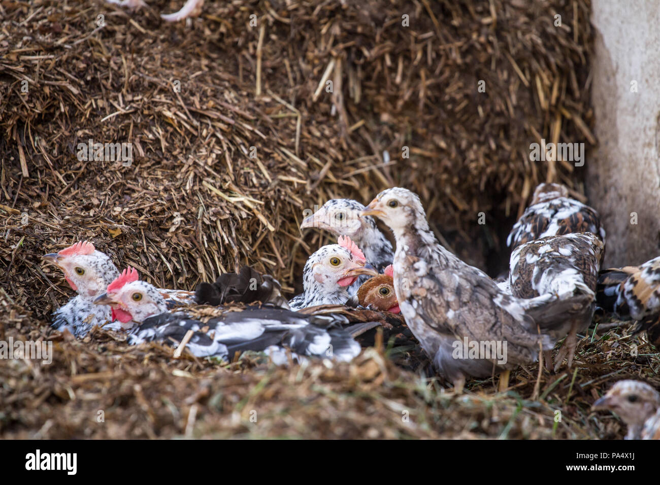 Steinhendl - Stoapiperl [Gallus gallus domesticus] critically ...