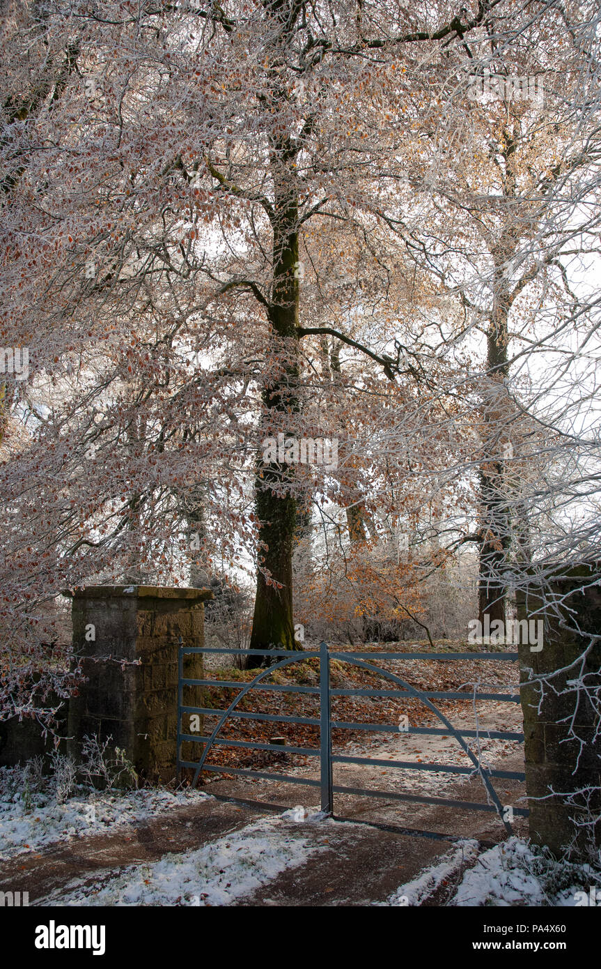 Light snow scenes with tree's and river with frost and ice Stock Photo ...