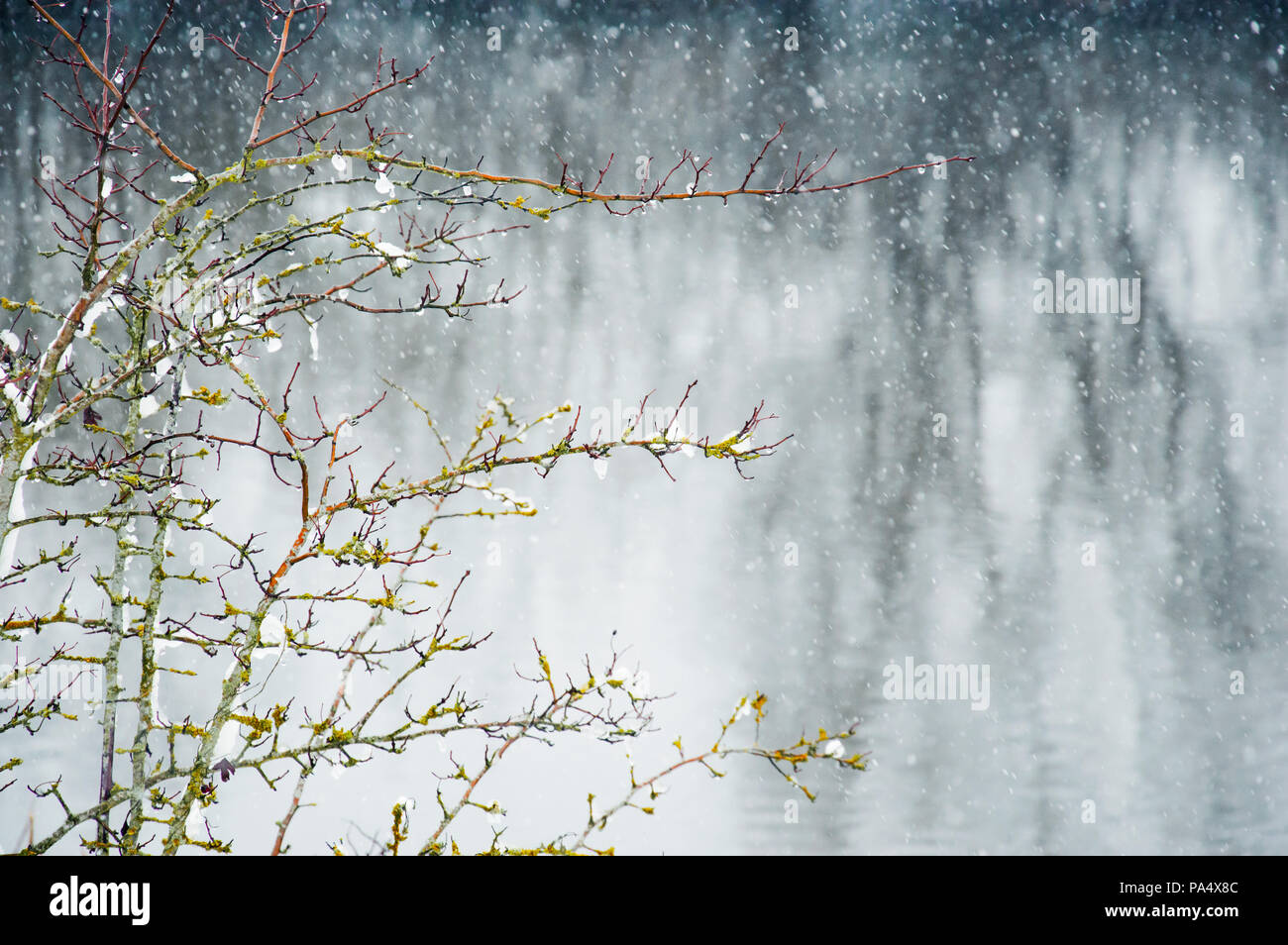 Snow falling on branches with a river out of focus in the background ...
