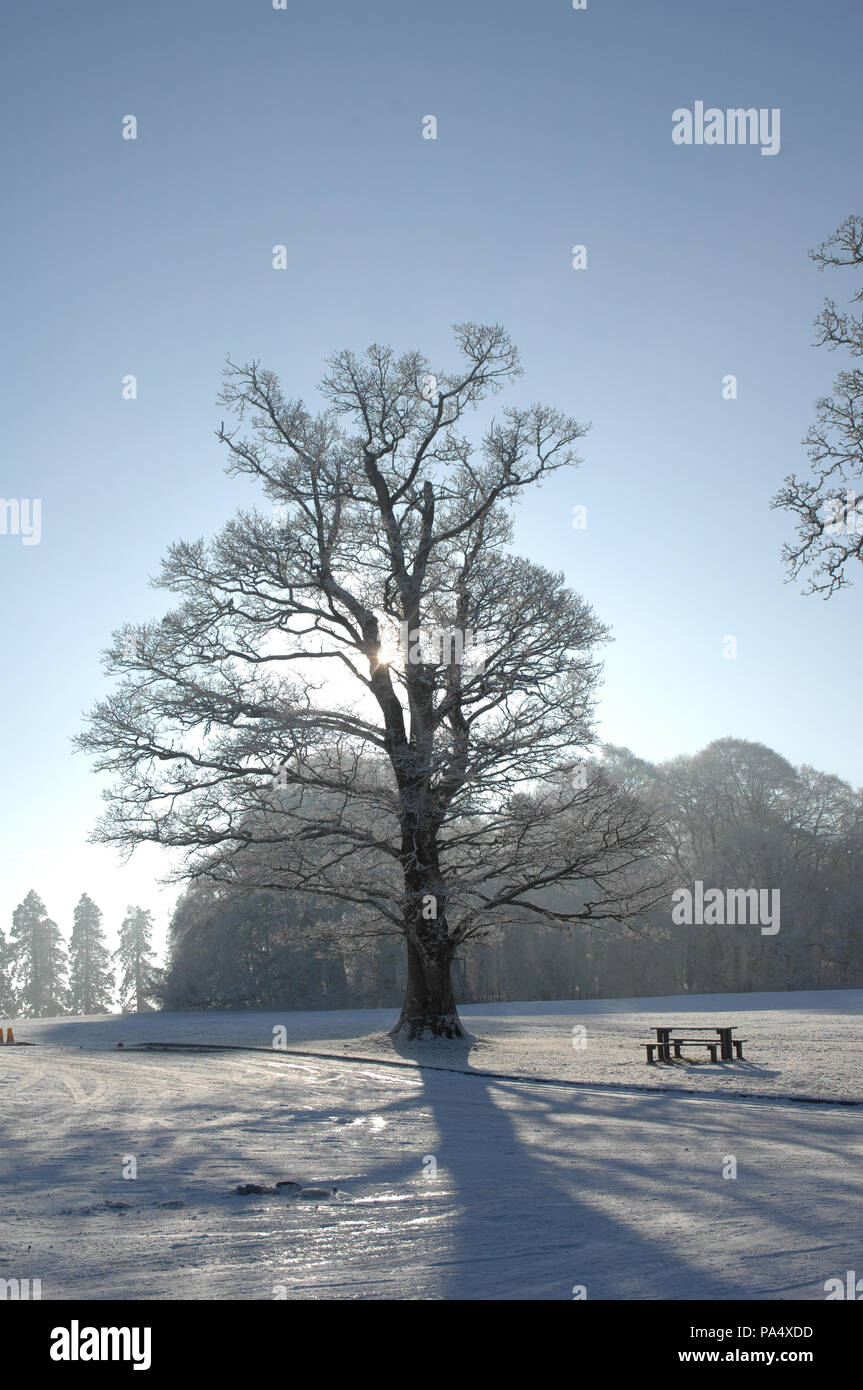 Light snow scenes with tree's and river with frost and ice Stock Photo ...