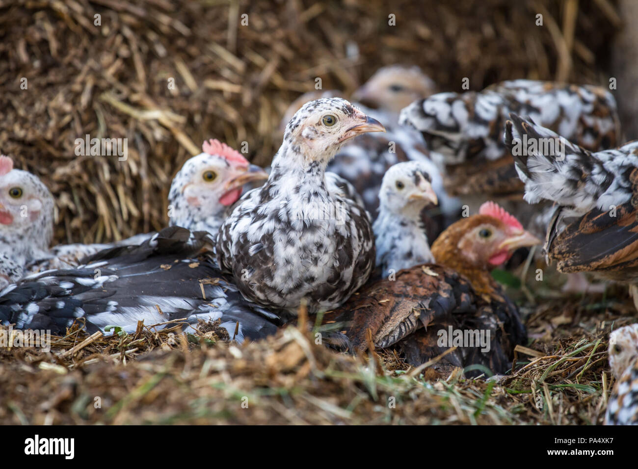 Steinhendl - Stoapiperl [Gallus gallus domesticus] critically endangered chicken breed from ...