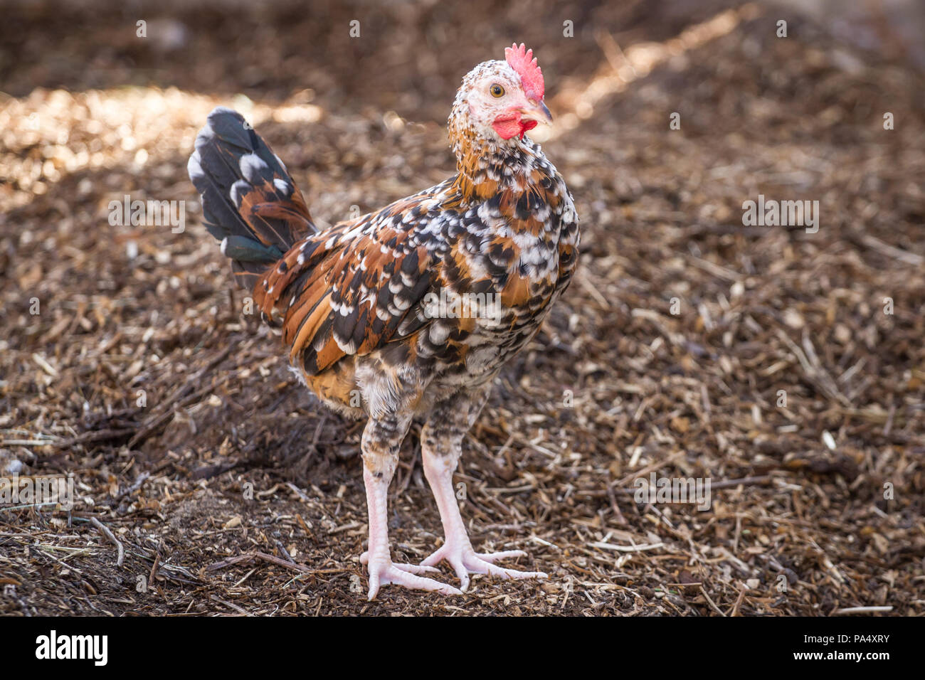 Steinhendl - Stoapiperl [Gallus gallus domesticus] critically endangered chicken breed from ...