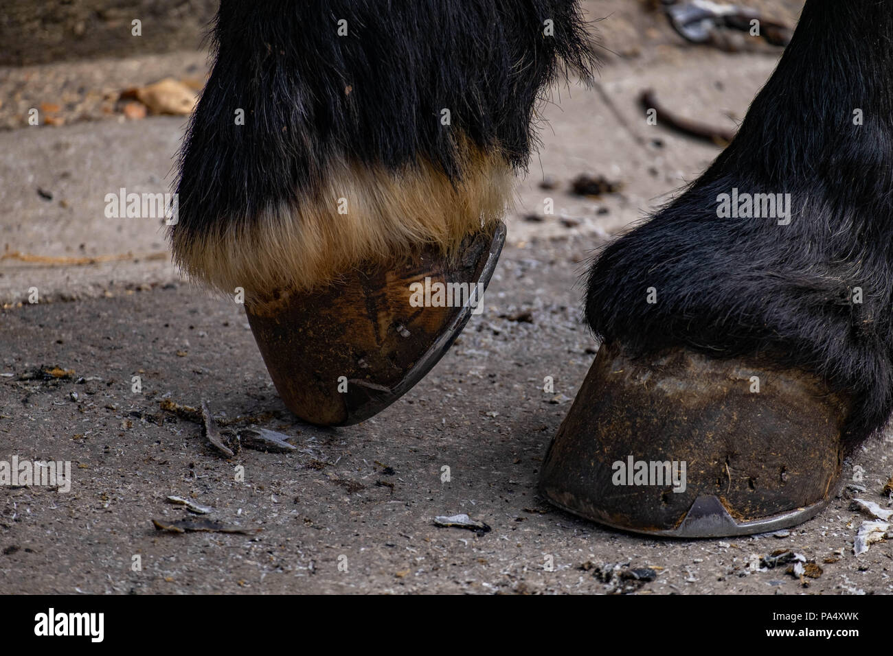 horses hoof and shoe Stock Photo - Alamy