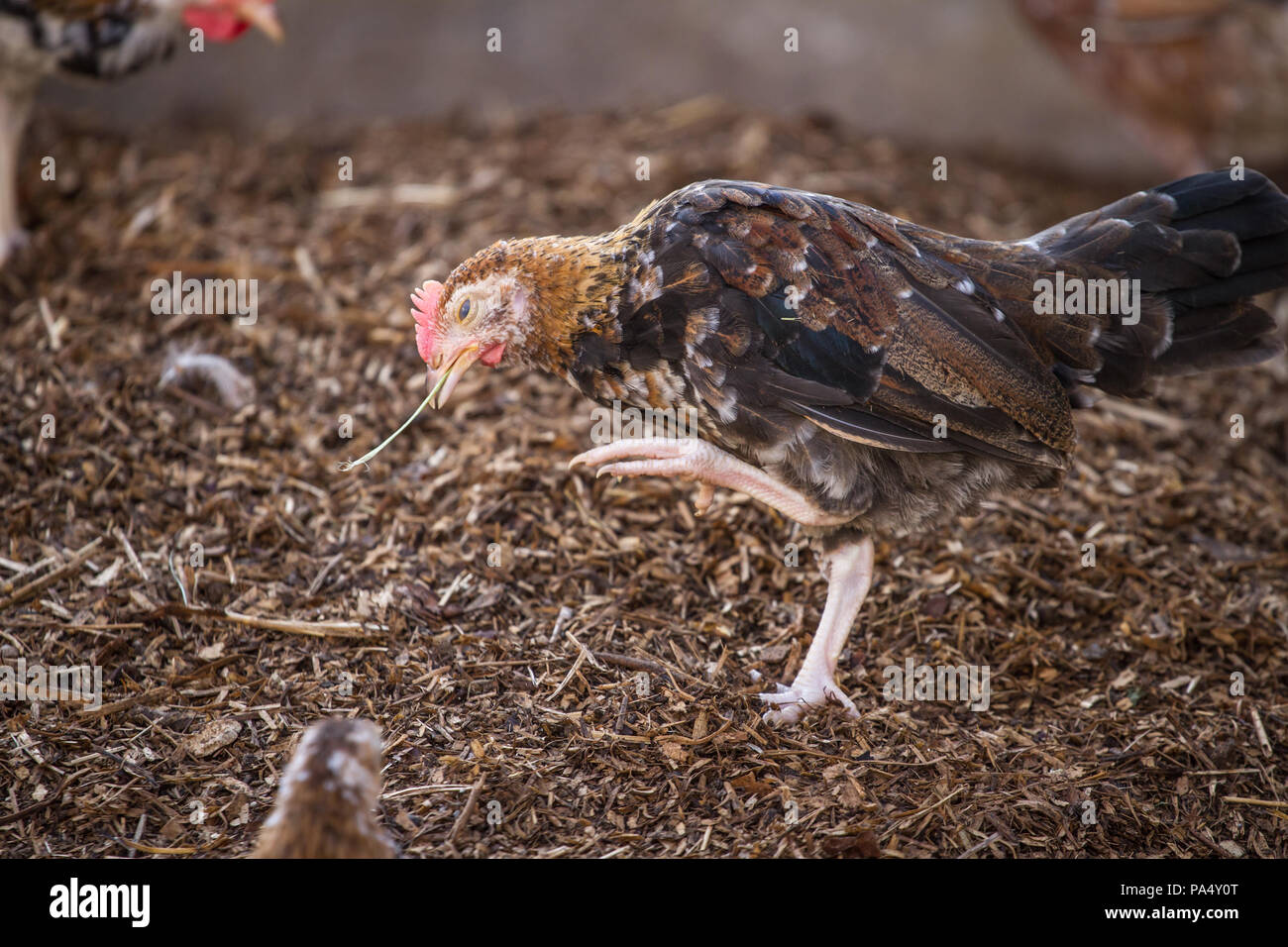 Steinhendl - Stoapiperl [Gallus gallus domesticus] critically ...