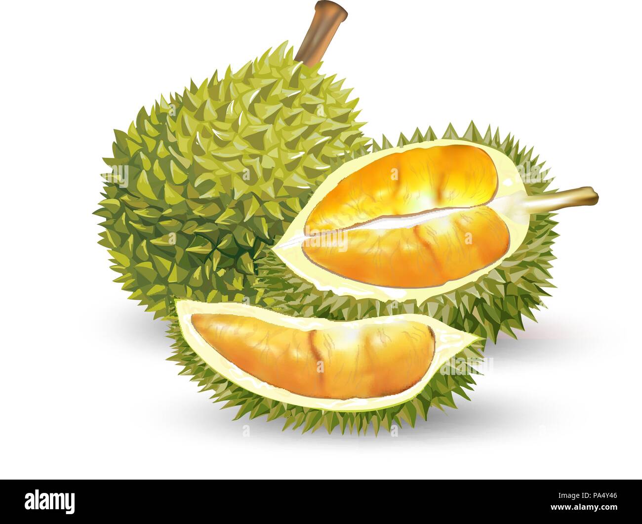Durian Drawing