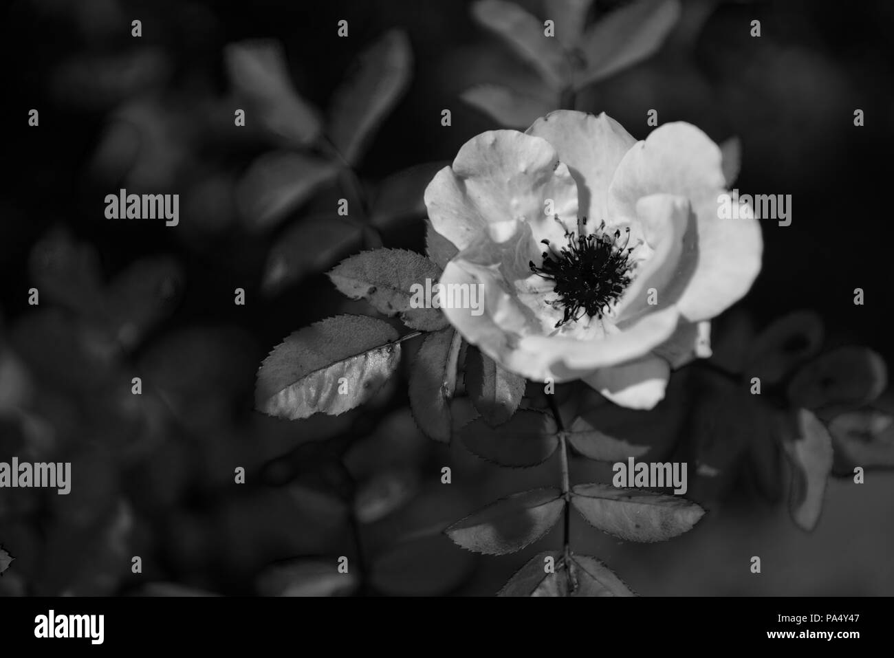 Mono rose hi-res stock photography and images - Alamy