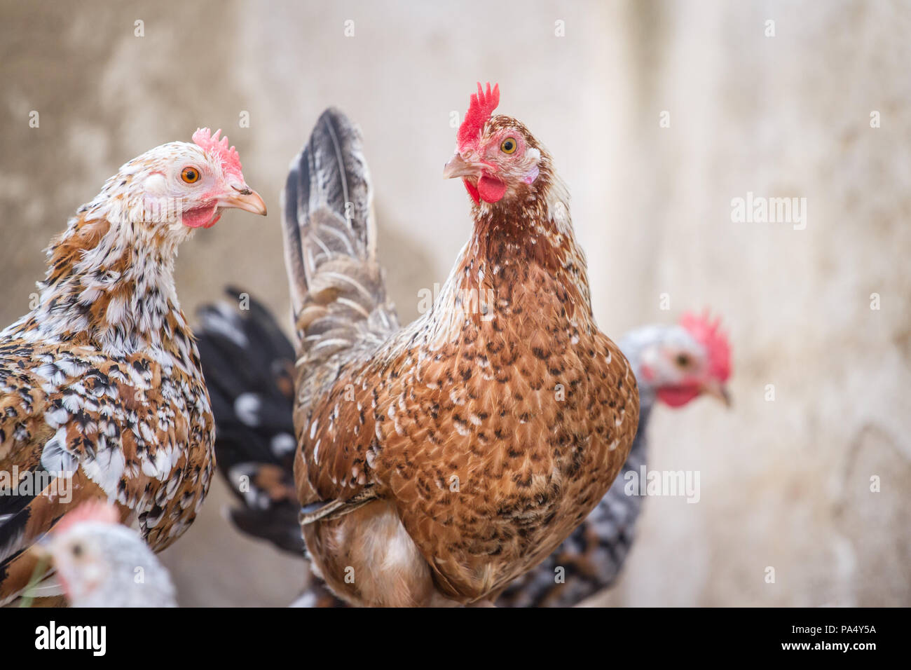 Steinhendl - Stoapiperl [Gallus gallus domesticus] critically endangered chicken breed from ...