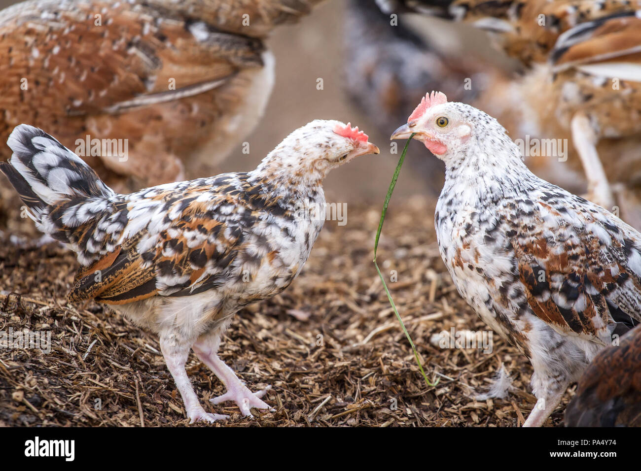 Steinhendl - Stoapiperl [Gallus gallus domesticus] critically endangered chicken breed from ...